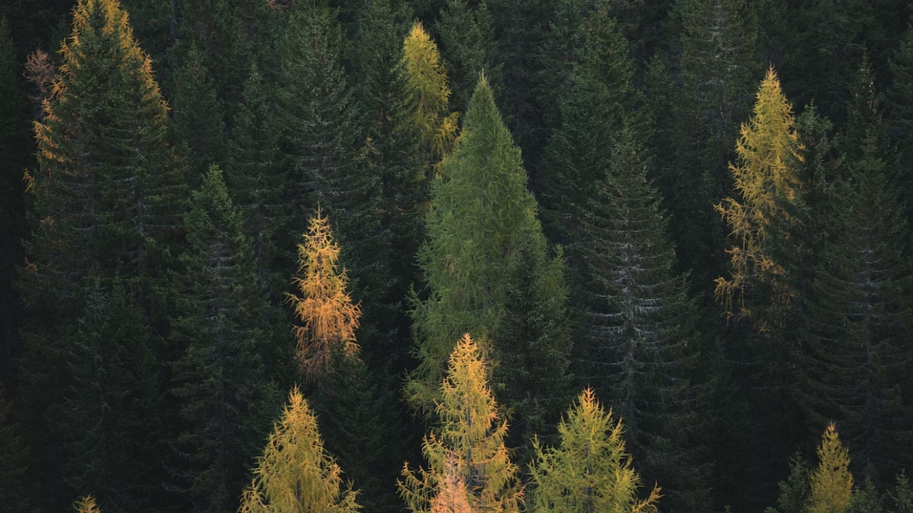 History | Gander & White